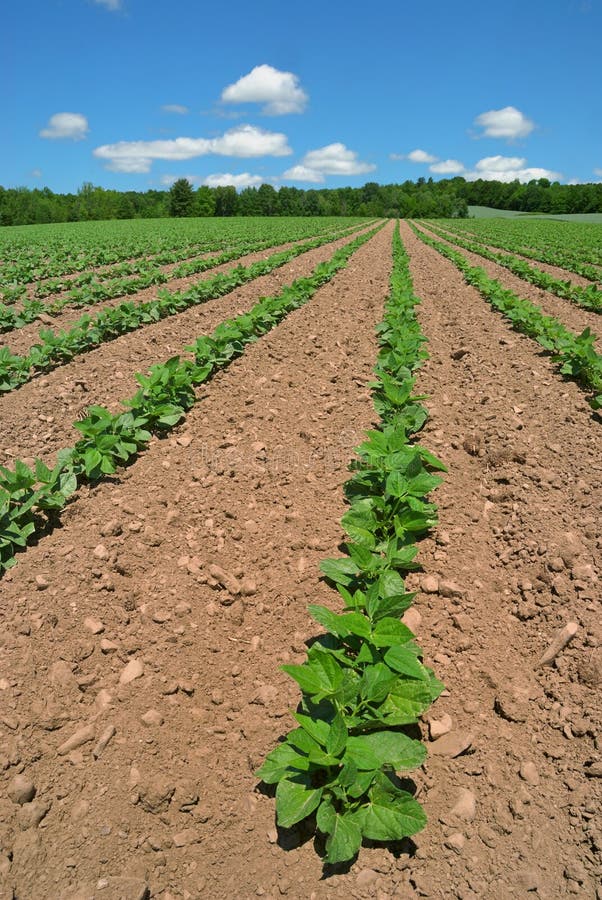 Pflanzen der Bohnen stockbild. Bild von bohnen, gärten - 12716445