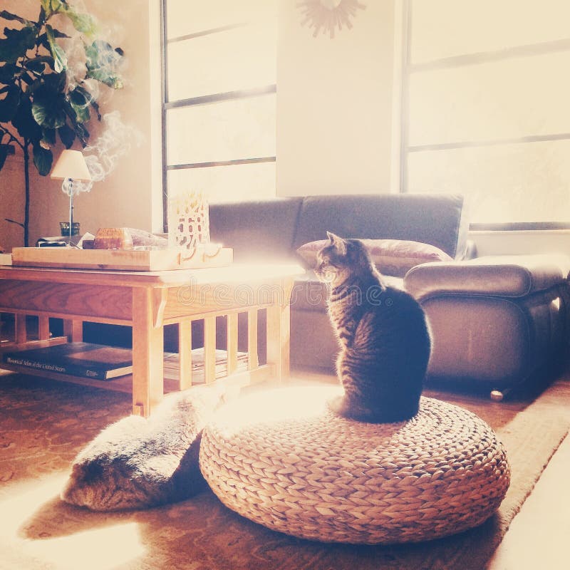 Boho Living Room with Cats in Sunshine Stock Image - Image of incense ...