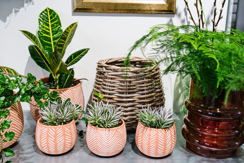 Boho Style Houseplants in Decorative Pots Stock Image - Image of flower ...