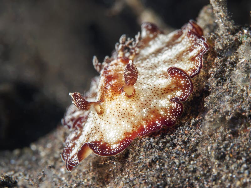 Bohol discodoris stock image. Image of nudibranch, nature - 73455063