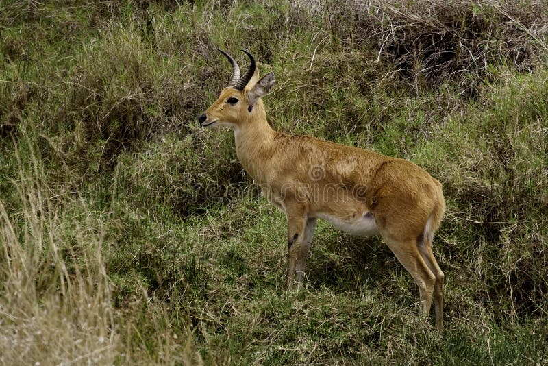 Bohor reedbuck, Serengeti stock image. Image of antelope - 11193385
