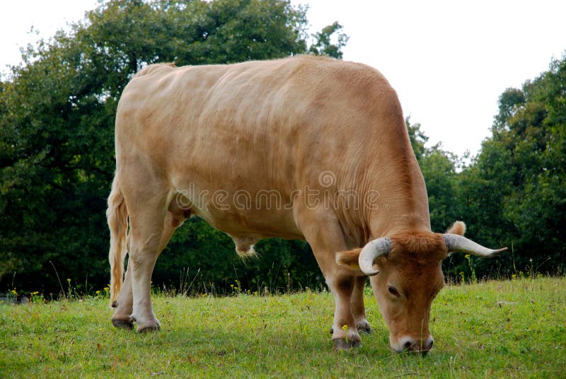 Boi foto de stock. Imagem de grama, nave, pastar, chifre - 54028576