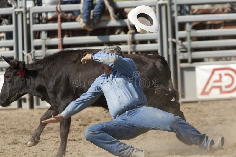 Boi Do Rodeio De San Dimas Que Wrestling Fotografia Editorial - Imagem ...