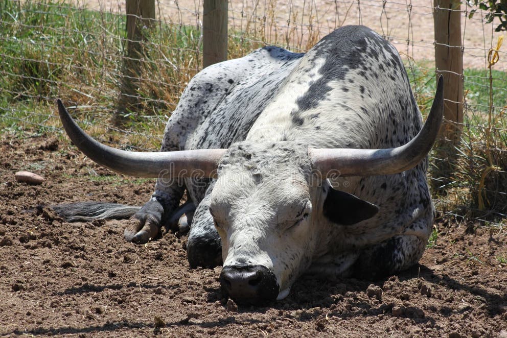 Boi longo do chifre foto de stock. Imagem de slumber - 14565916