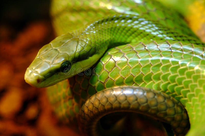 Boiga cyanea stock image. Image of lying, shot, green, animals - 719501