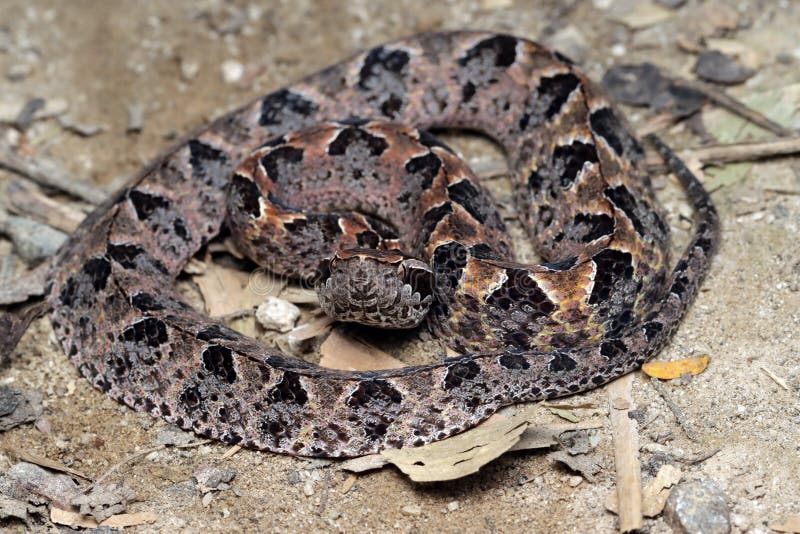 Boiga Multo Maculata Snake Closeup on Branch Stock Image - Image of ...