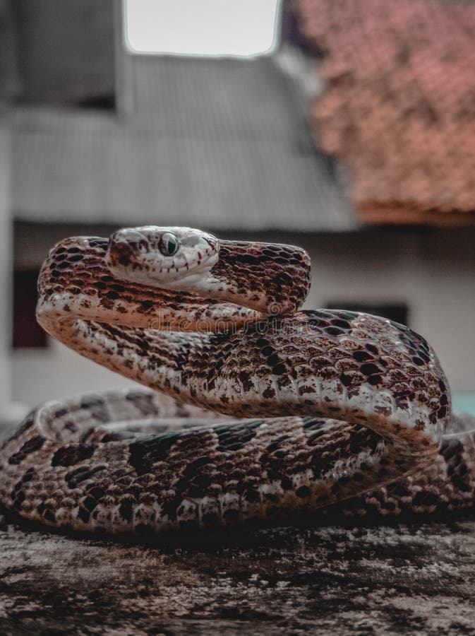 Boiga Multomaculata Snake Medium Venom Stock Image - Image of medium ...