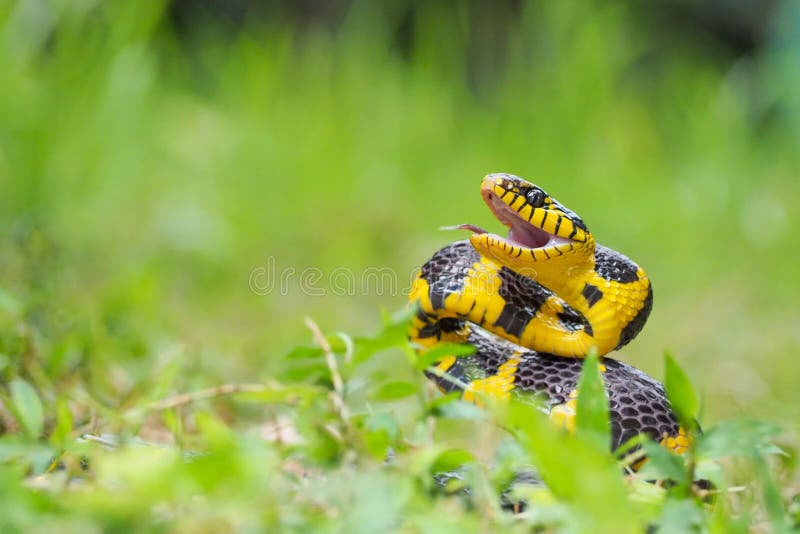 Boiga Snake Dendrophila Yellow Ringed, Animal Closeup, Animal Attack ...