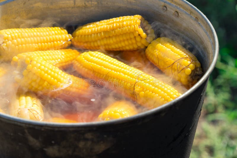 Boil Corn in Boiling Water on a Fire. Stock Image - Image of closeup ...