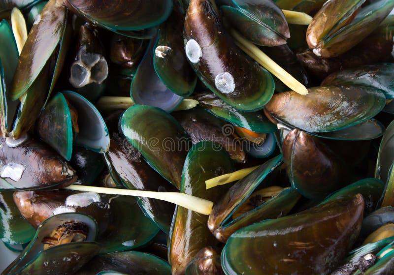 Boiled Asian Green Mussel, Perna Viridis Stock Photo - Image of cook ...