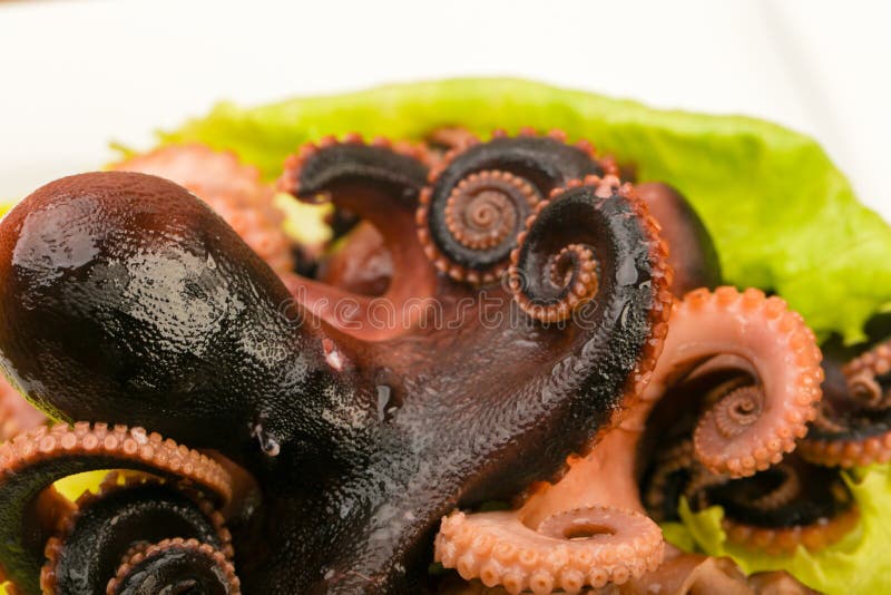 Boiled baby octopuses stock photo. Image of purple, cuisine - 108932602