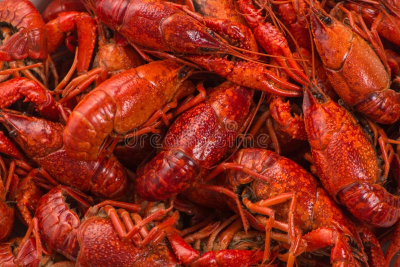 Boiled Big Crawfish Close Up View from the Top Stock Image - Image of ...