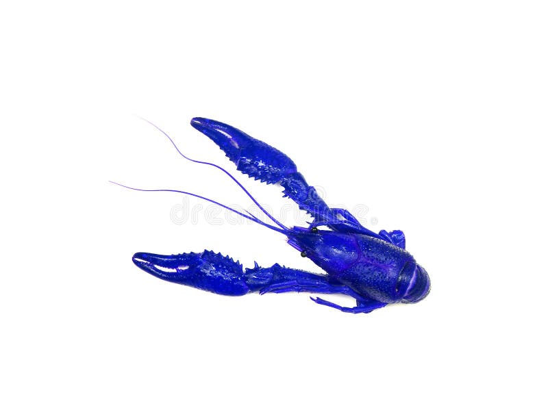 Boiled Blue Crawfish Isolated on White Stock Image - Image of blue ...