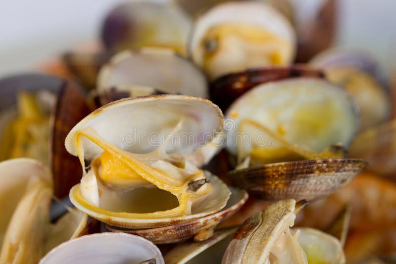 Boiled clams stock image. Image of cooked, pile, open - 24587449