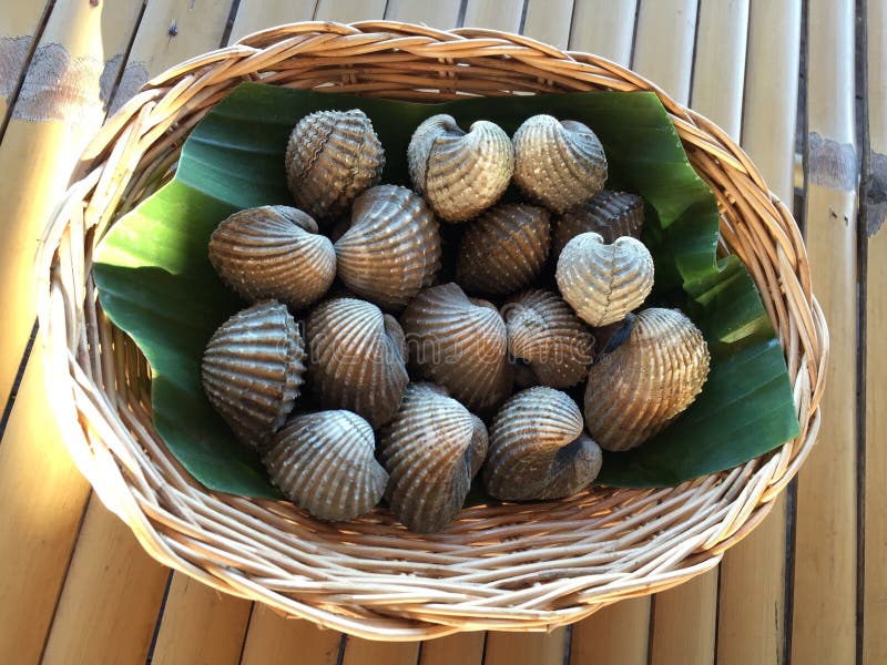 Boiled cockles stock photo. Image of cockles, field, anadara - 61838080