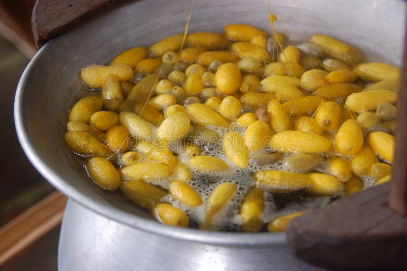 Boiled cocoon stock photo. Image of gold, cocoon, boil - 48516258