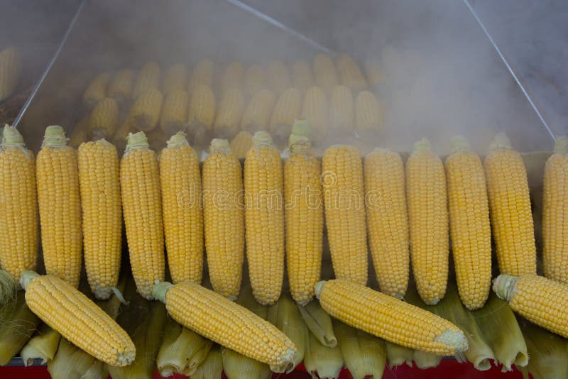 Boiled corn stock image. Image of street, grain, boiler - 107699863