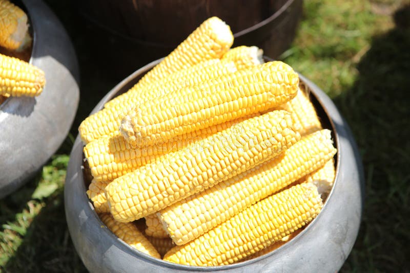 Boiled Corn Cobs in the Pot. Stock Image - Image of yellow, nutrion ...