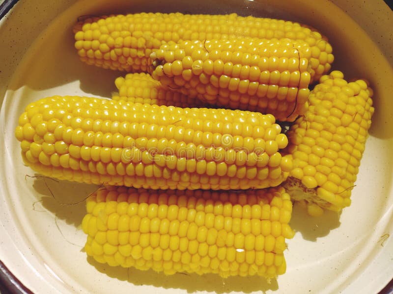 Boiled Corn in an Enamel Pot. Cobs of Fresh Bright Yellow Corn Lie in ...