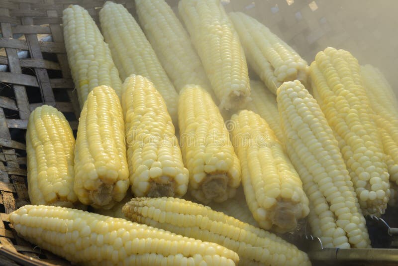 Boiled corn stock photo. Image of agriculture, delicious - 51151150