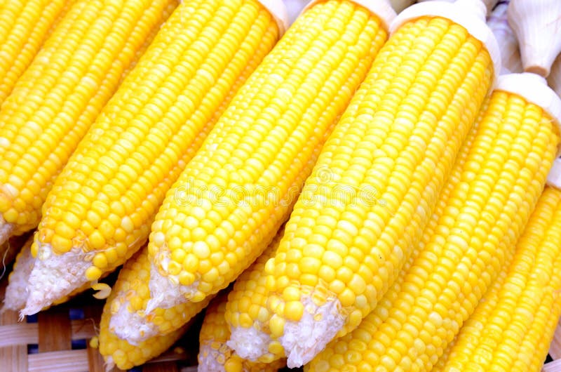 Boiled corn stock image. Image of grain, boiled, nutritious - 39799483