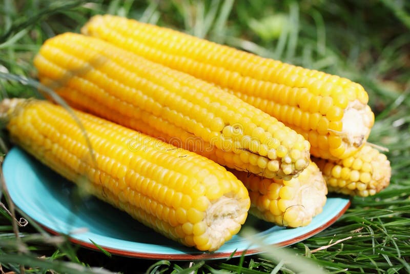 Boiled corn on the grass stock photo. Image of boiled - 56925252