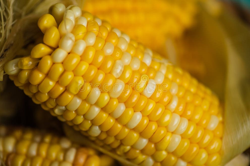 Boiled Corn - Portioned Chunks. Boiled Corn in Chunks Stock Image ...