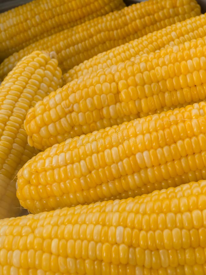 Boiled corn stock image. Image of natural, plant, maize - 32708653