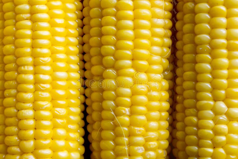 Boiled corn texture stock image. Image of vegetable, agriculture - 97814357