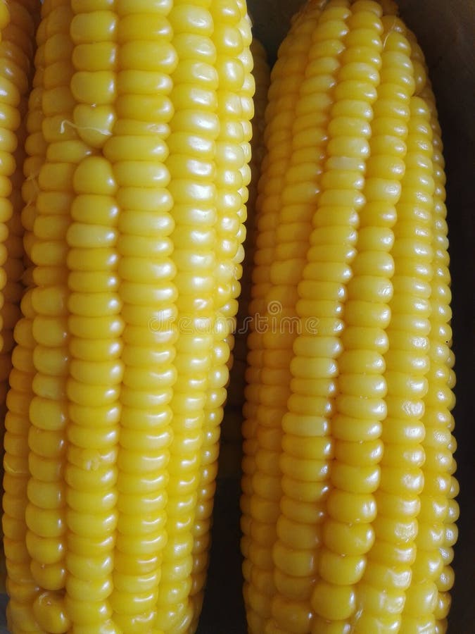 Boiled Corn Whole Peel Corn Stock Image - Image of ingredient, freshly ...