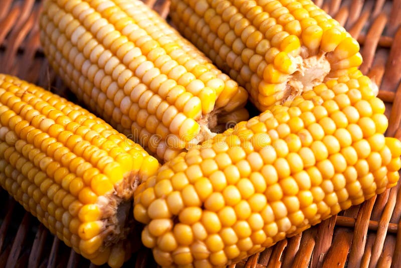 Boiled corns stock image. Image of fall, plant, organic - 47083035