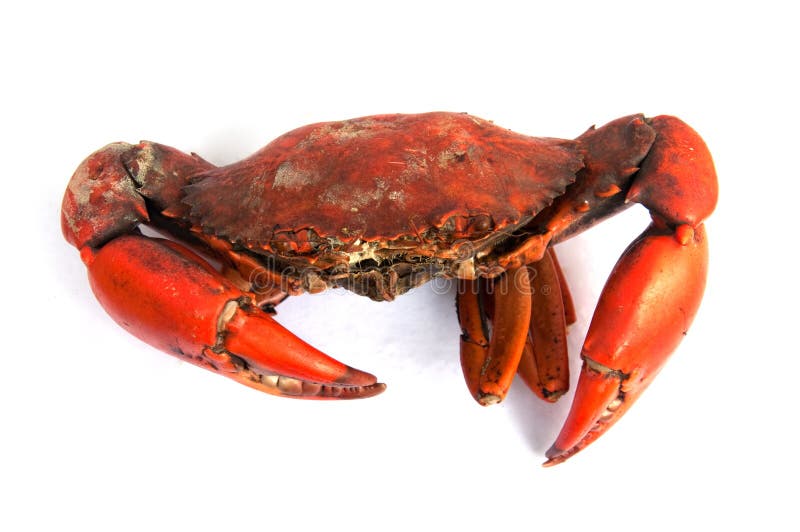 Boiled crab stock photo. Image of crab, crayfish, shellfish - 34086234