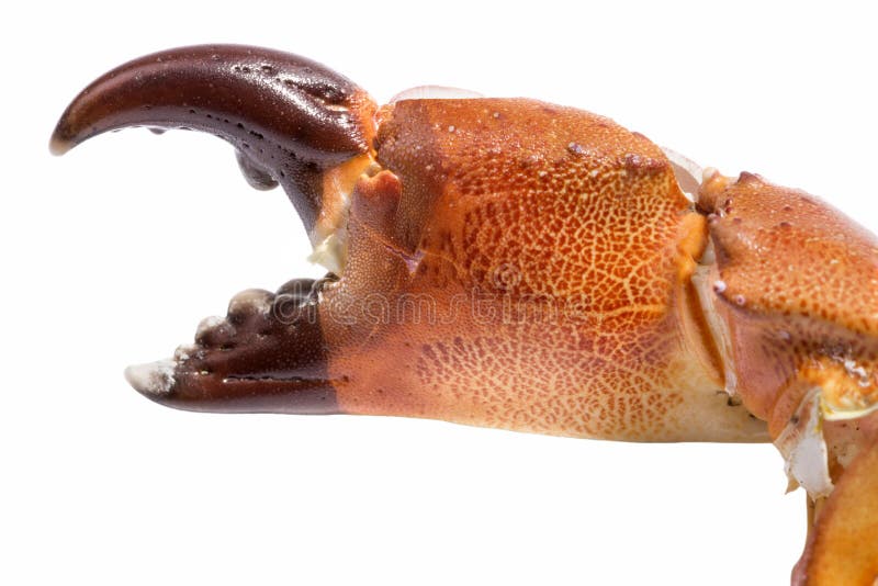 Boiled Crab Pincer On A White Stock Photo - Image of creature, salt ...