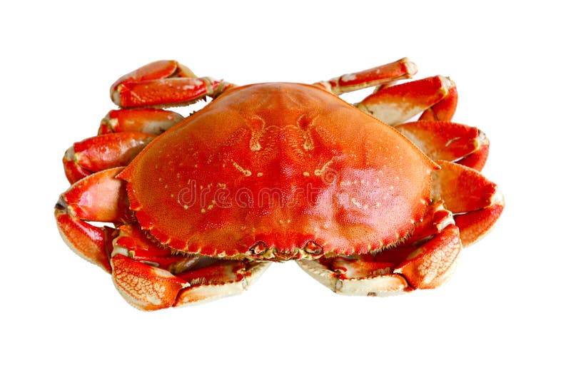 Isolated Whole Dungeness Crab Stock Image - Image of background ...