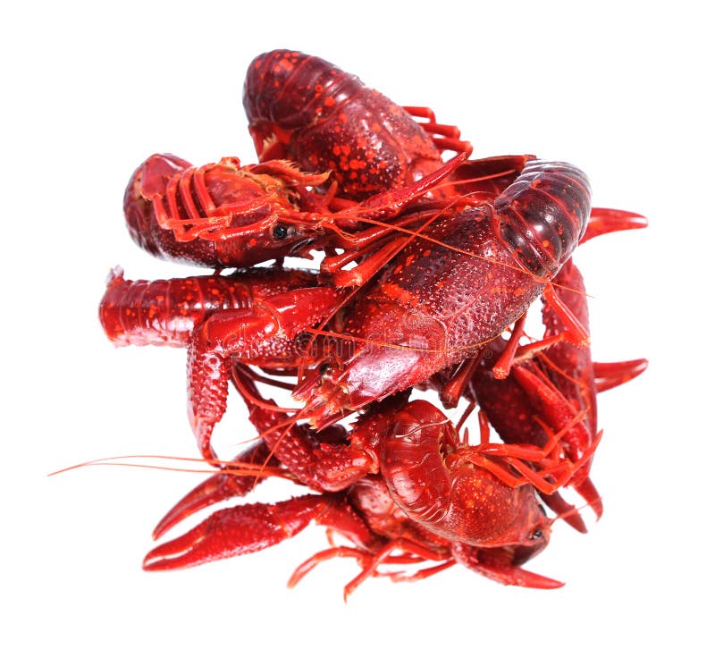 Steamed crawfish stock photo. Image of animal, invertebrate - 32391424