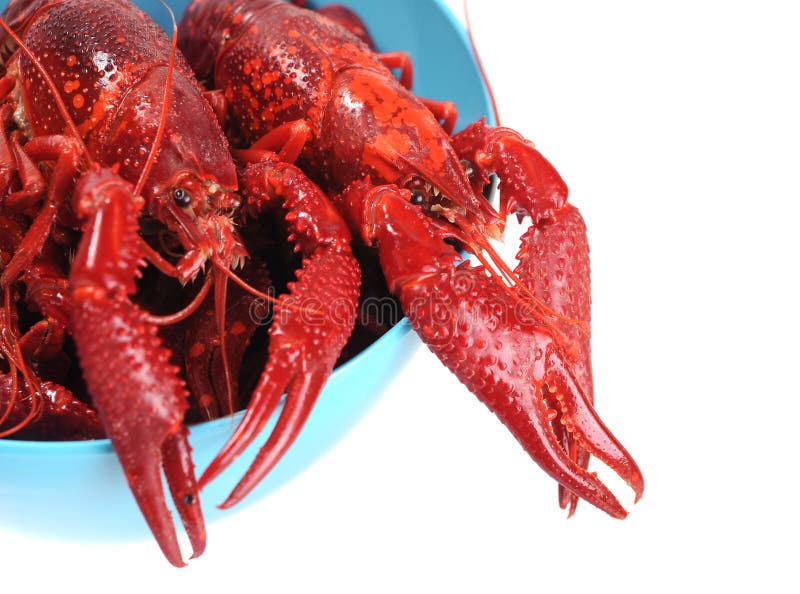 Boiled crawfish stock image. Image of lunch, fresh, lobster - 32391419
