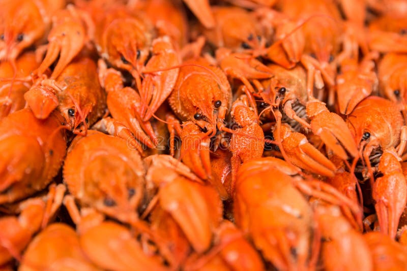 Boiled Crawfish stock photo. Image of crawfish, crust - 19400786