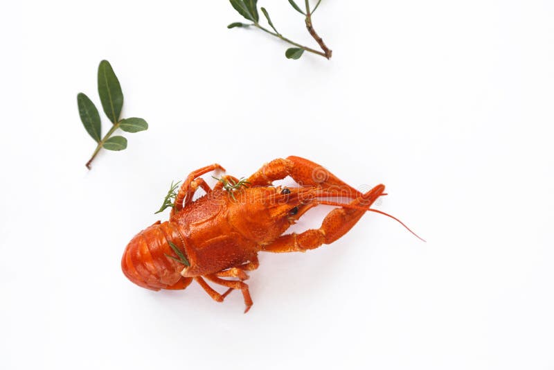 Boiled Crawfish Isolated on White. Top View. Flat Lay. Stock Image ...