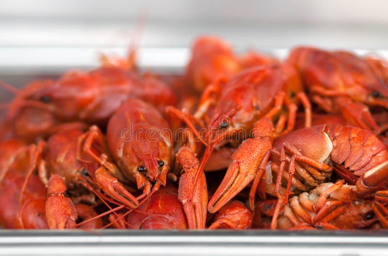 Boiled crawfish. stock photo. Image of nature, fast, close - 99964490