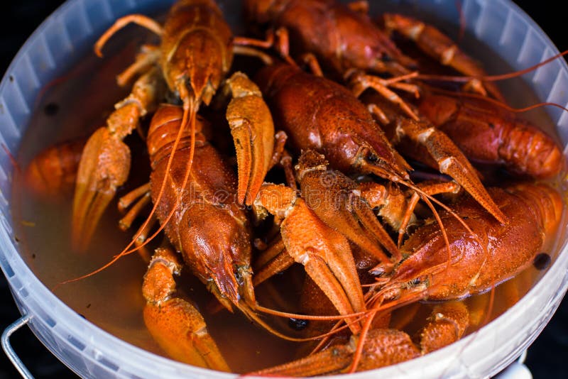 Tasty Red Boiled Crayfish in Plastic Box Stock Photo - Image of crab ...