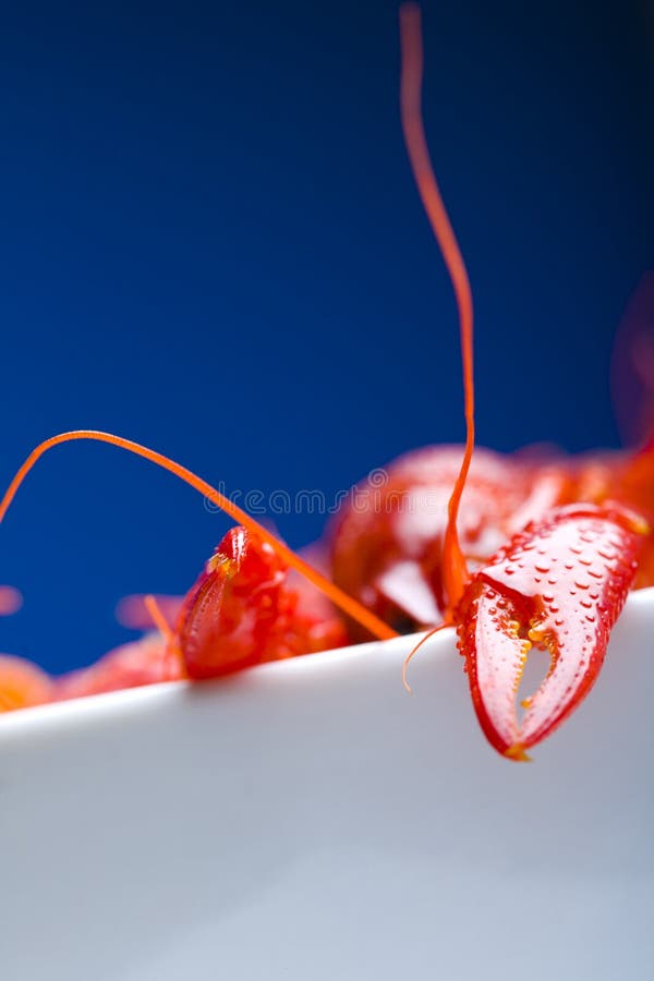 Crayfish claws stock photo. Image of delicatessen, delicious - 2709438 Crayfish claws stock photo. Image of delicatessen, delicious - 2709438