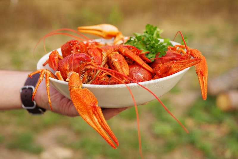 Boiled crayfish in a plate stock photo. Image of cook - 78463946
