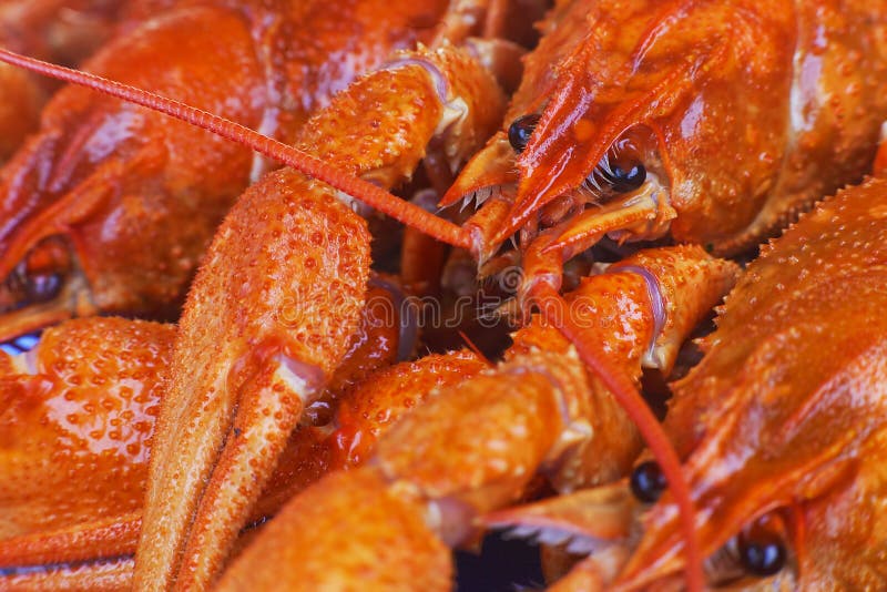 Boiled Crayfish on a Plate. Red Crustaceans with Large Claws, on a ...