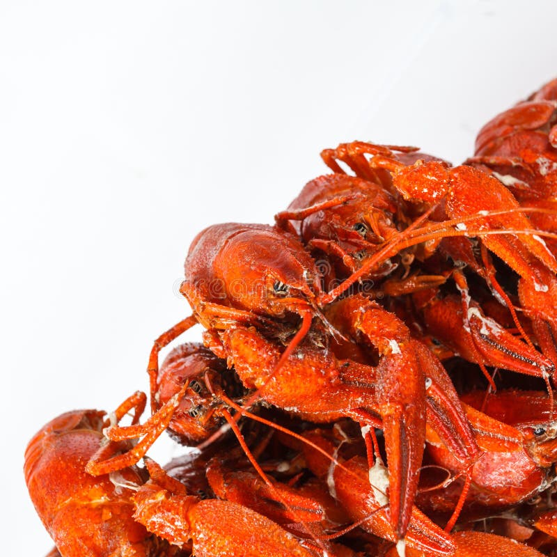 Boiled crayfish stock image. Image of boil, rouge, fish - 44347125