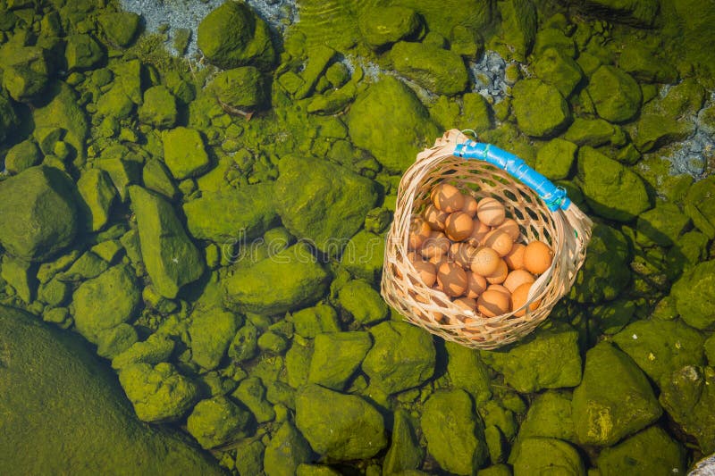 Boiled egg in hot spring stock image. Image of immerge - 116264027