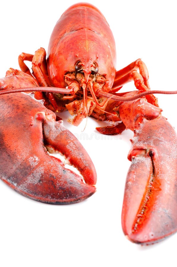 Lobster on White Background Stock Image - Image of animal, boiled: 24833589
