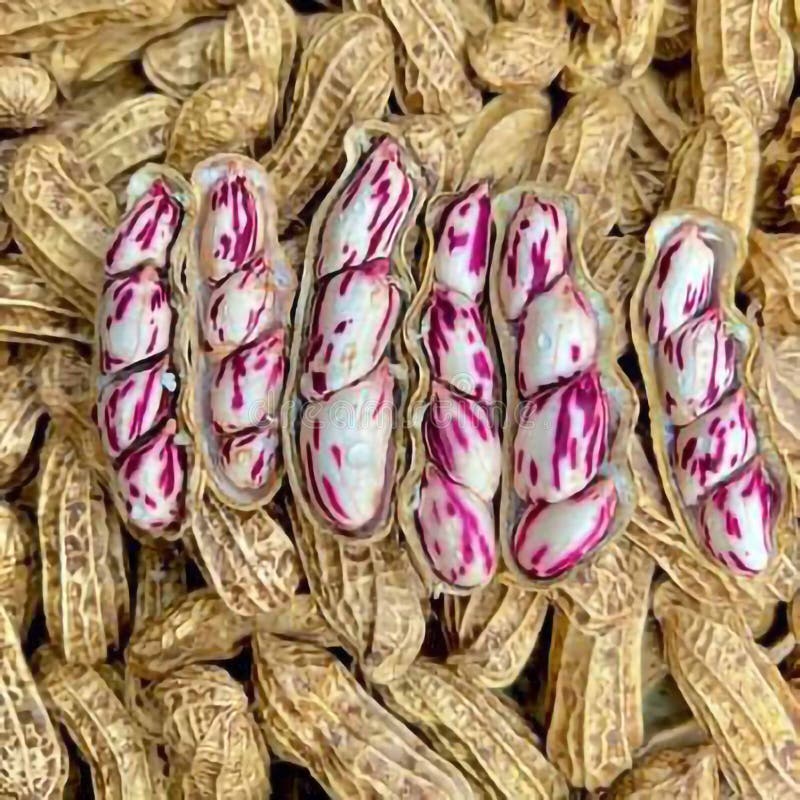 Boiled Peanuts Ground Beans, Boiled Beans, Cream-colored Shell Stock ...