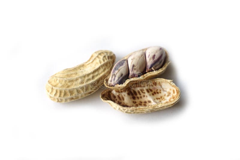 Boiled Peanuts Show the Seeds Inside Stock Image - Image of health ...