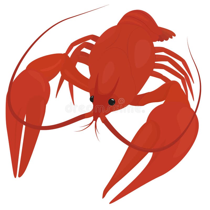 Crayfish Stock Illustrations – 12,945 Crayfish Stock Illustrations ...