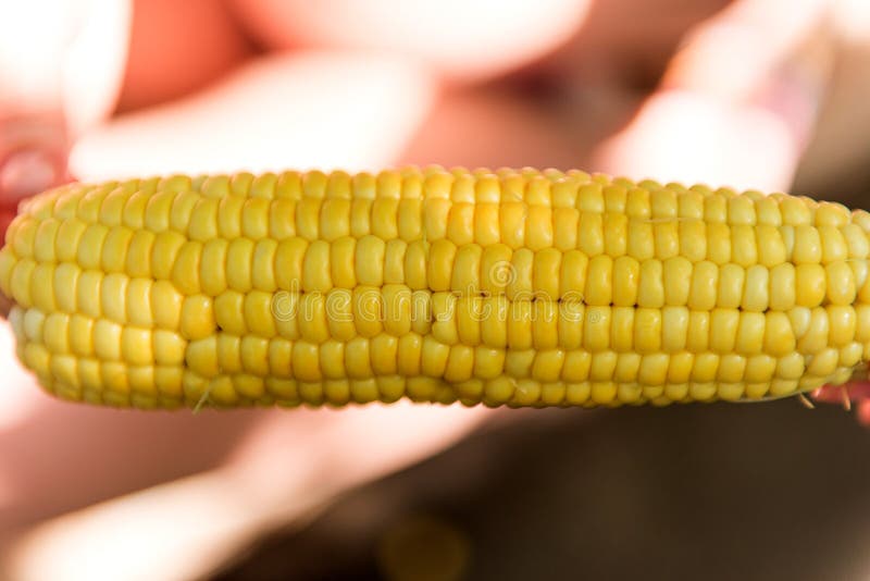 Boiled Ripe Corn. a Vegetarian Diet. Stock Image - Image of healthy ...